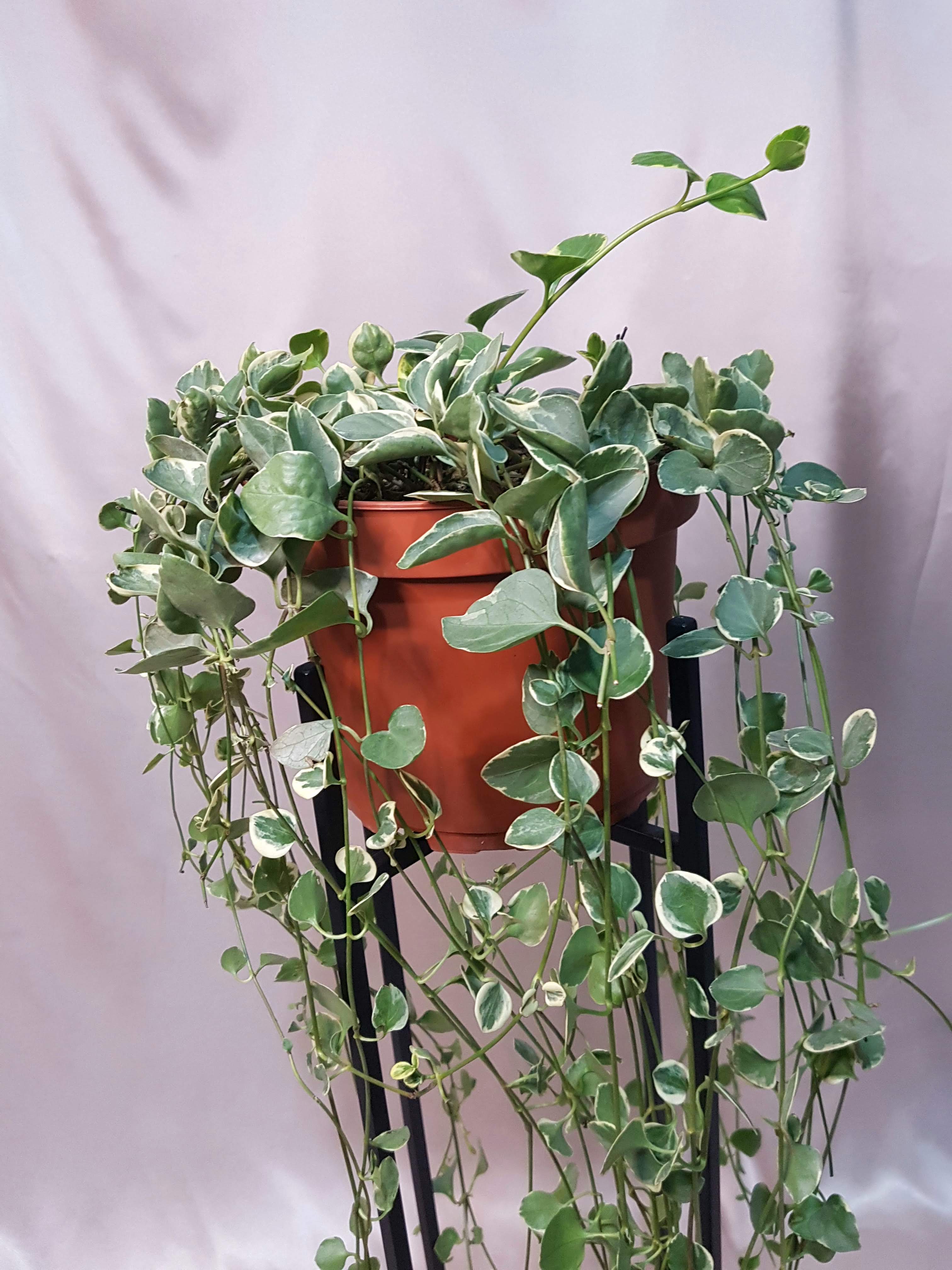 PlantaPlantas 4 Packs 4 Pack – Chapa esa Flor