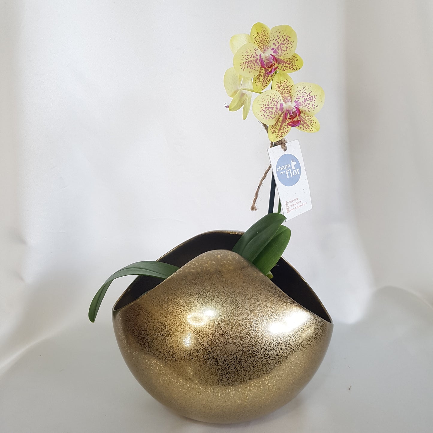 Orquídea Amarilla – Chapa esa Flor