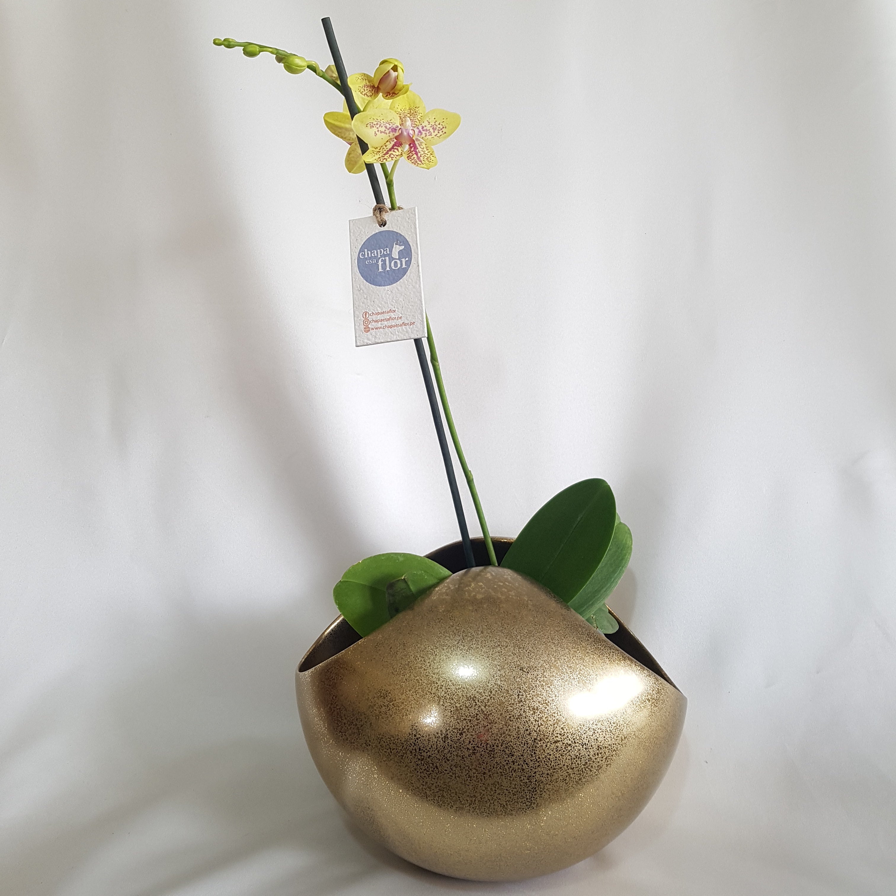 Orquídea Amarilla – Chapa esa Flor
