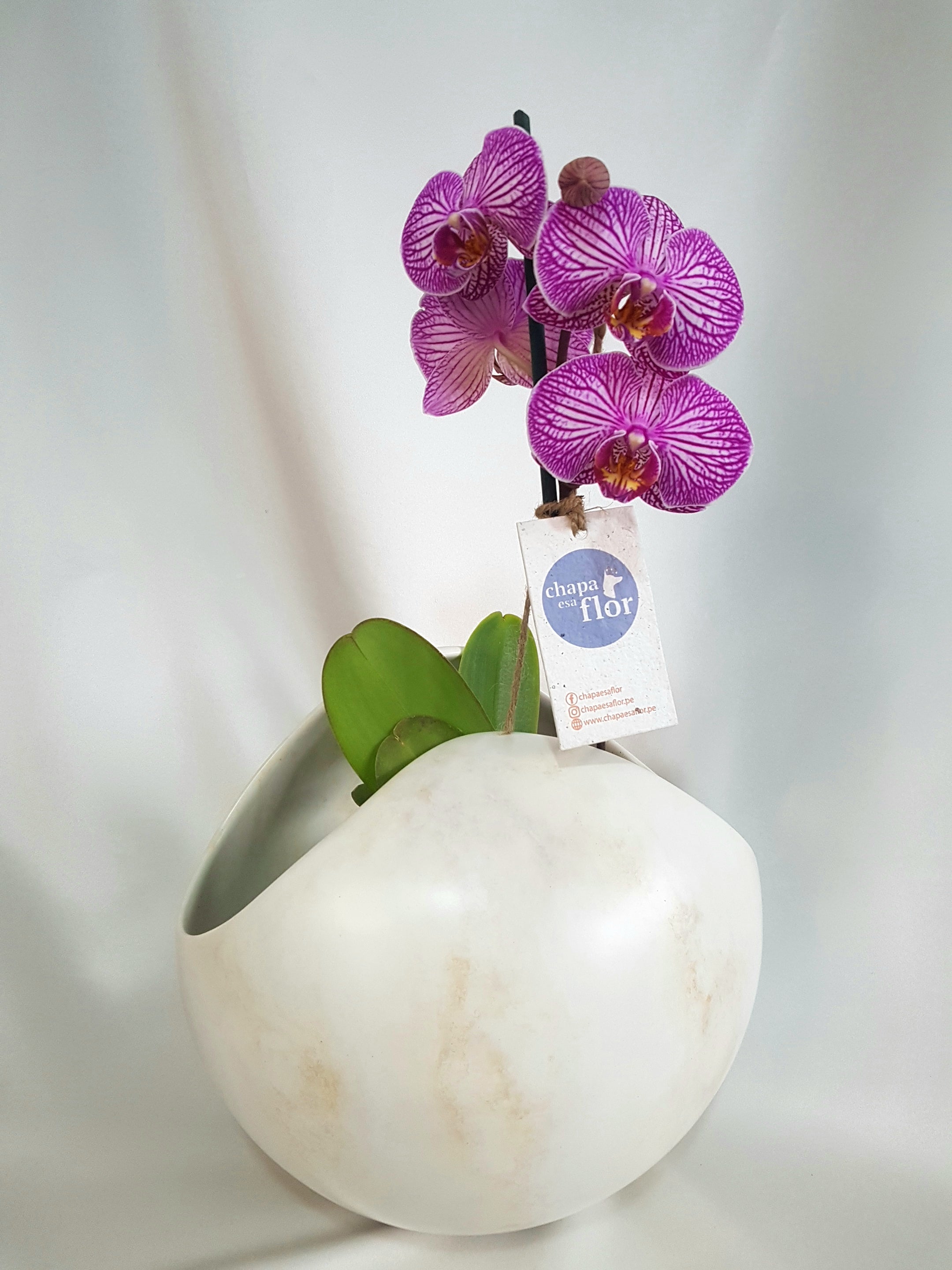 Orquídea lila atigrada – Chapa esa Flor