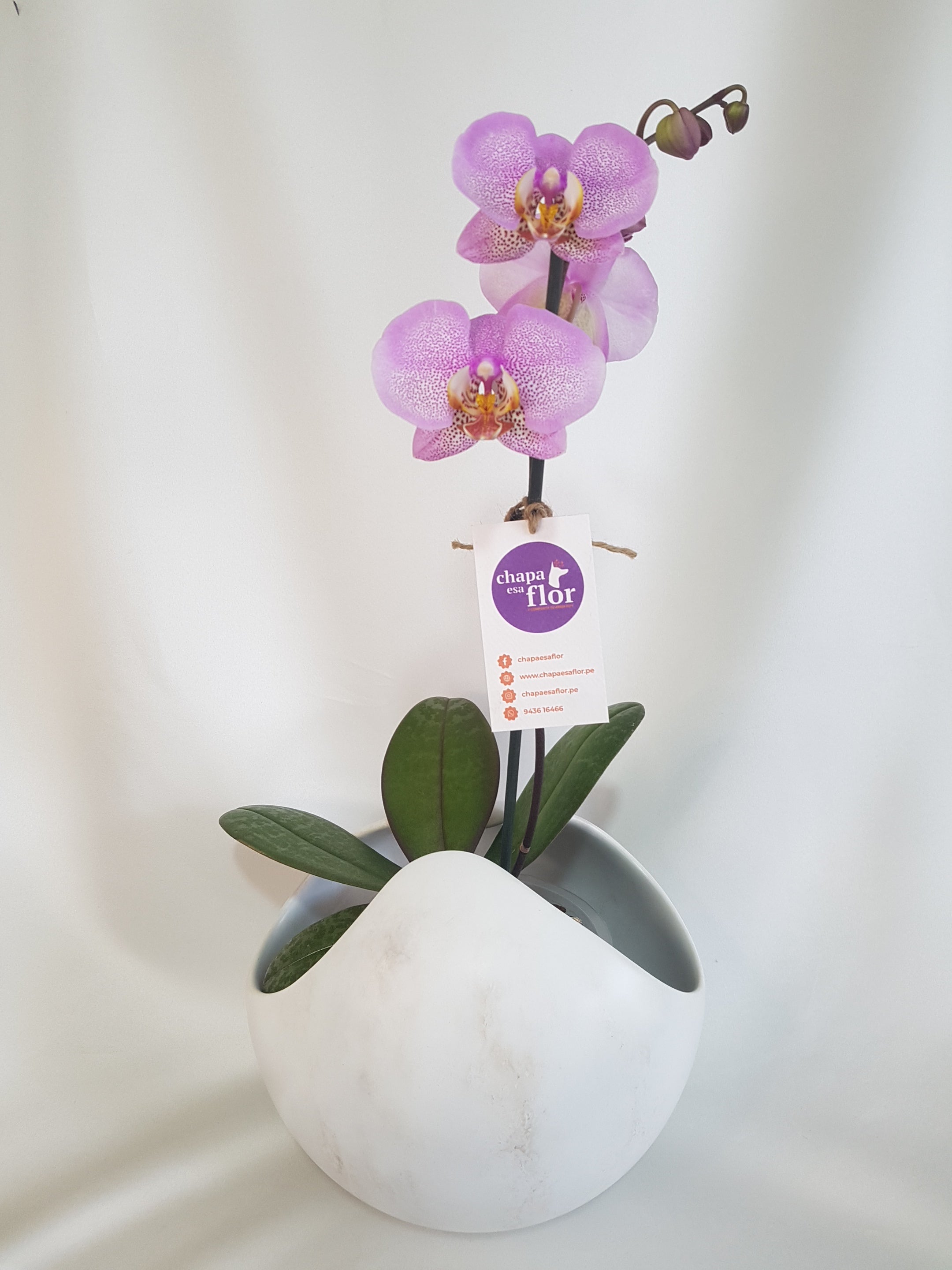 Orquídea Anna – Chapa esa Flor