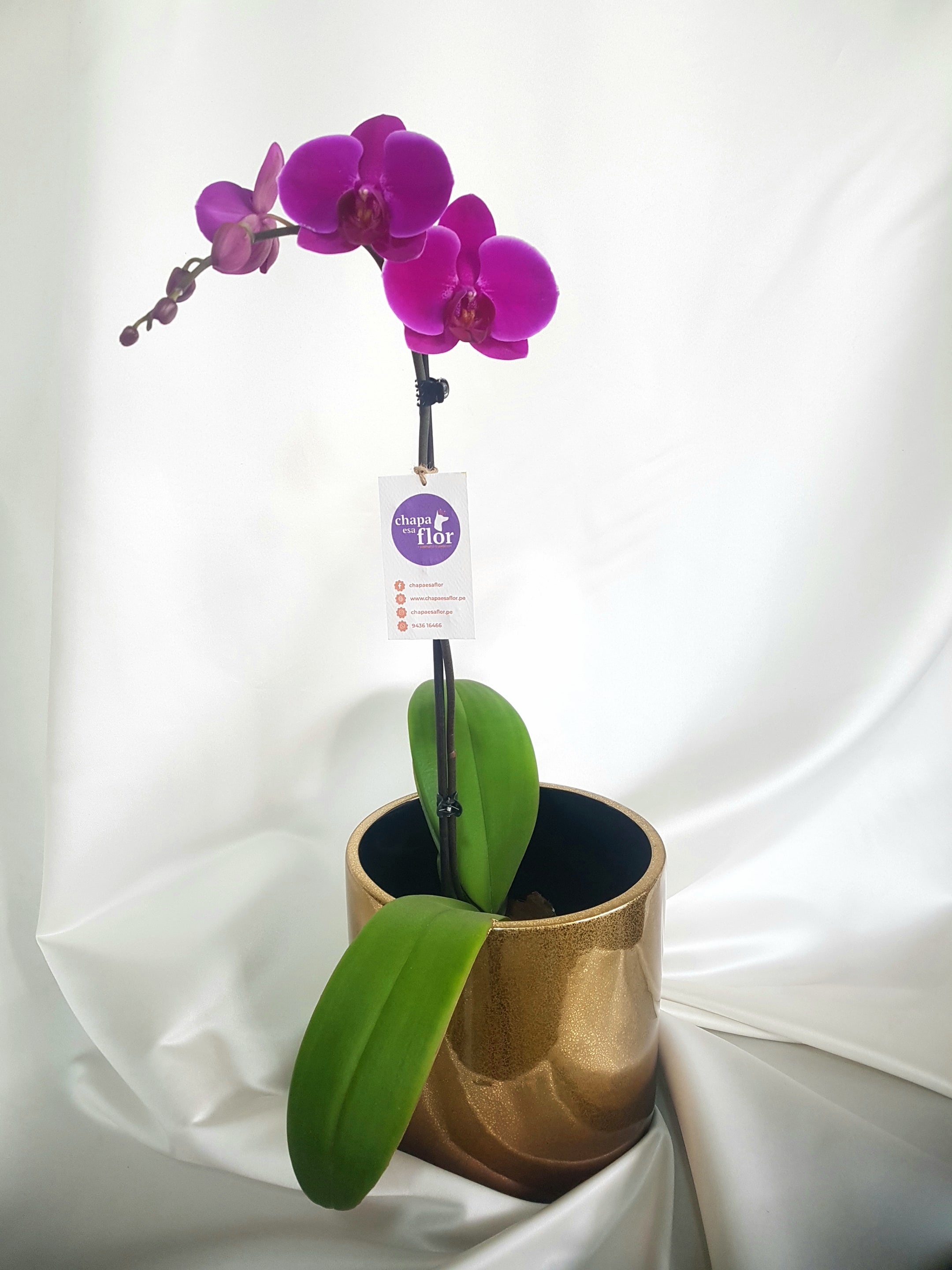 Orquídea lila – Chapa esa Flor