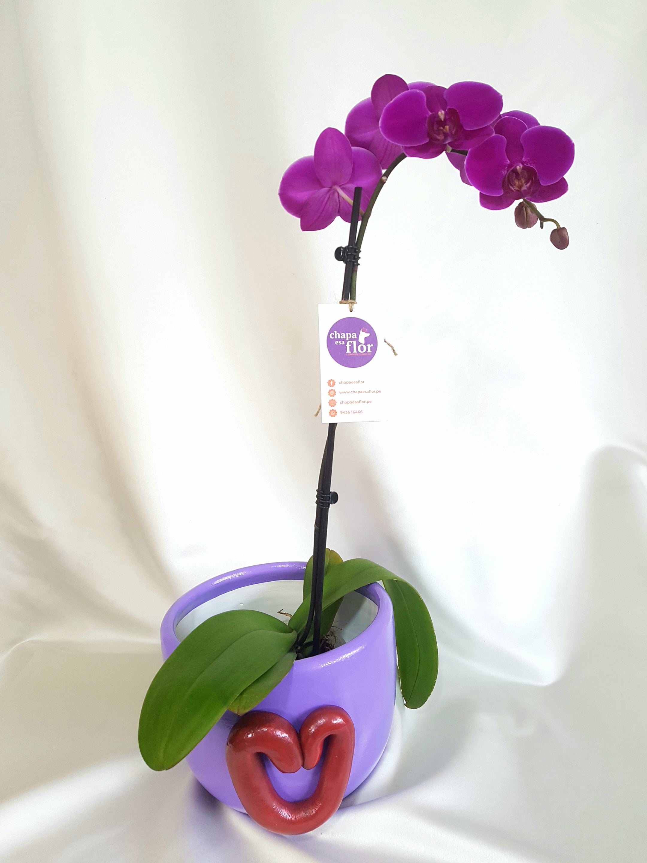 Orquídea lila – Chapa esa Flor
